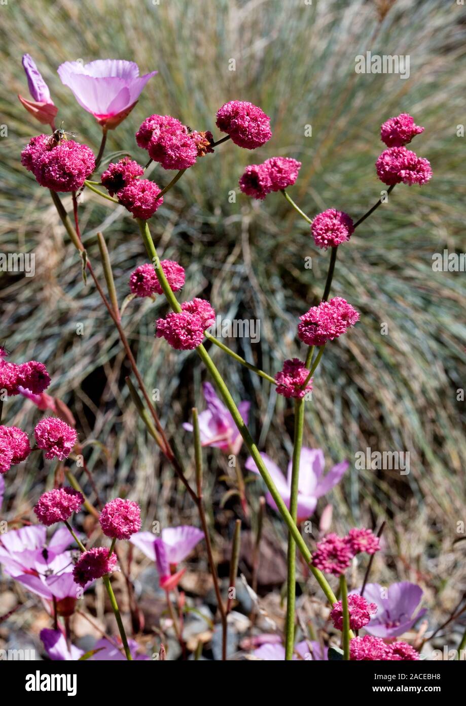 Redflower buckwheat flowers (Eriogonum grande rubescens pink). This ...