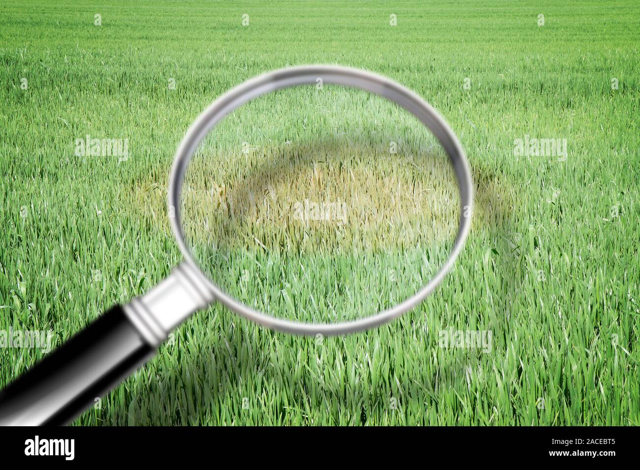 Magnifying glass with green grass background - Grass disease concept ...