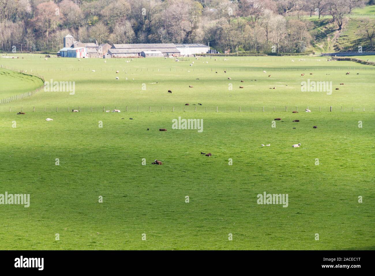 Farmland with farm and sheep to make copy space background texture ...