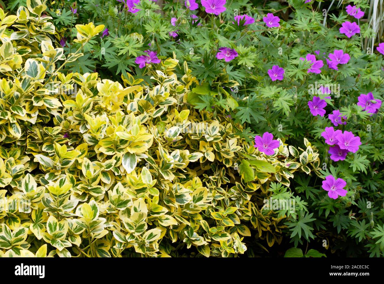 Winter creeper foliage (Euonymus fortunei 'Emerald and Gold') and ...