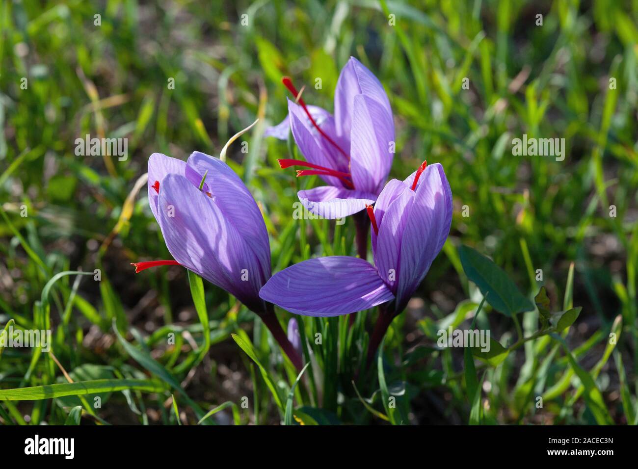Color azafrán hi-res stock photography and images - Alamy