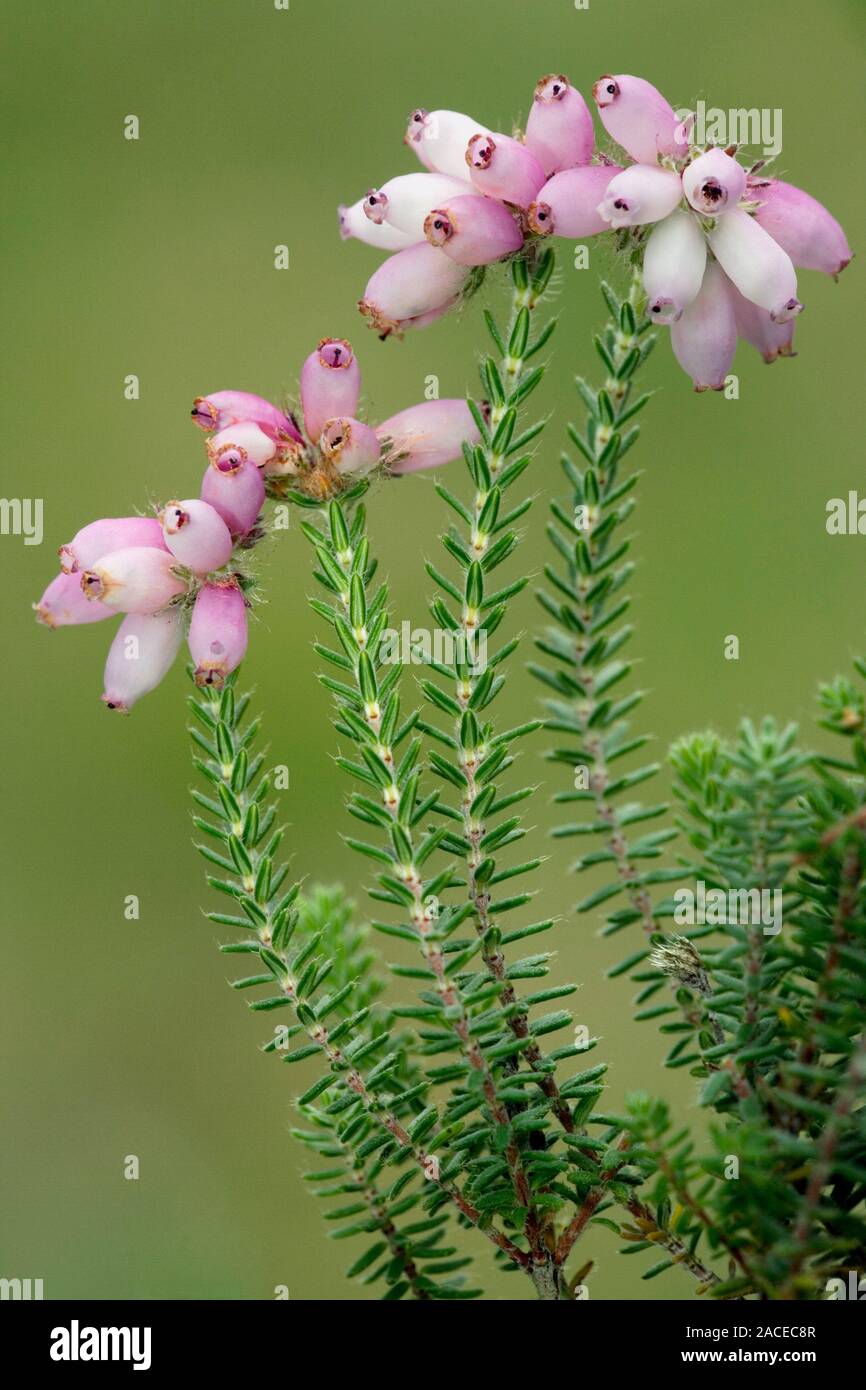 Cross-leaved heath (Erica tetralix) flowers. Photographed on Dorset ...