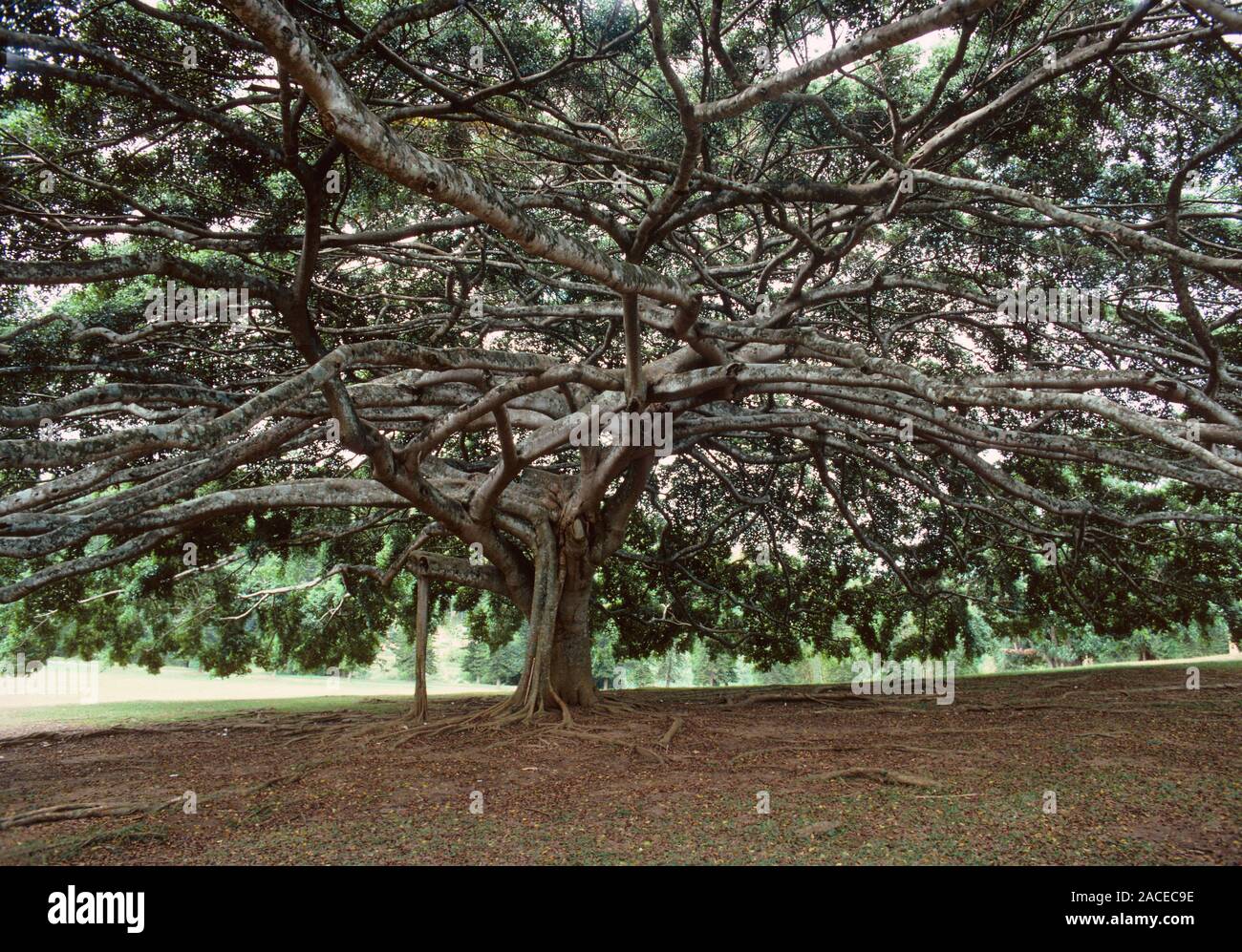 Ficus benjamina Gv comosa. Whole tree spreading with branches acting as ...