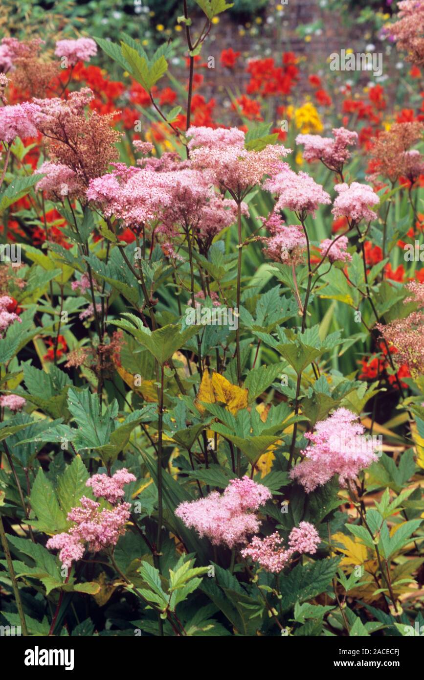 Queen of the prairie flowers (Filipendula rubra Stock Photo - Alamy