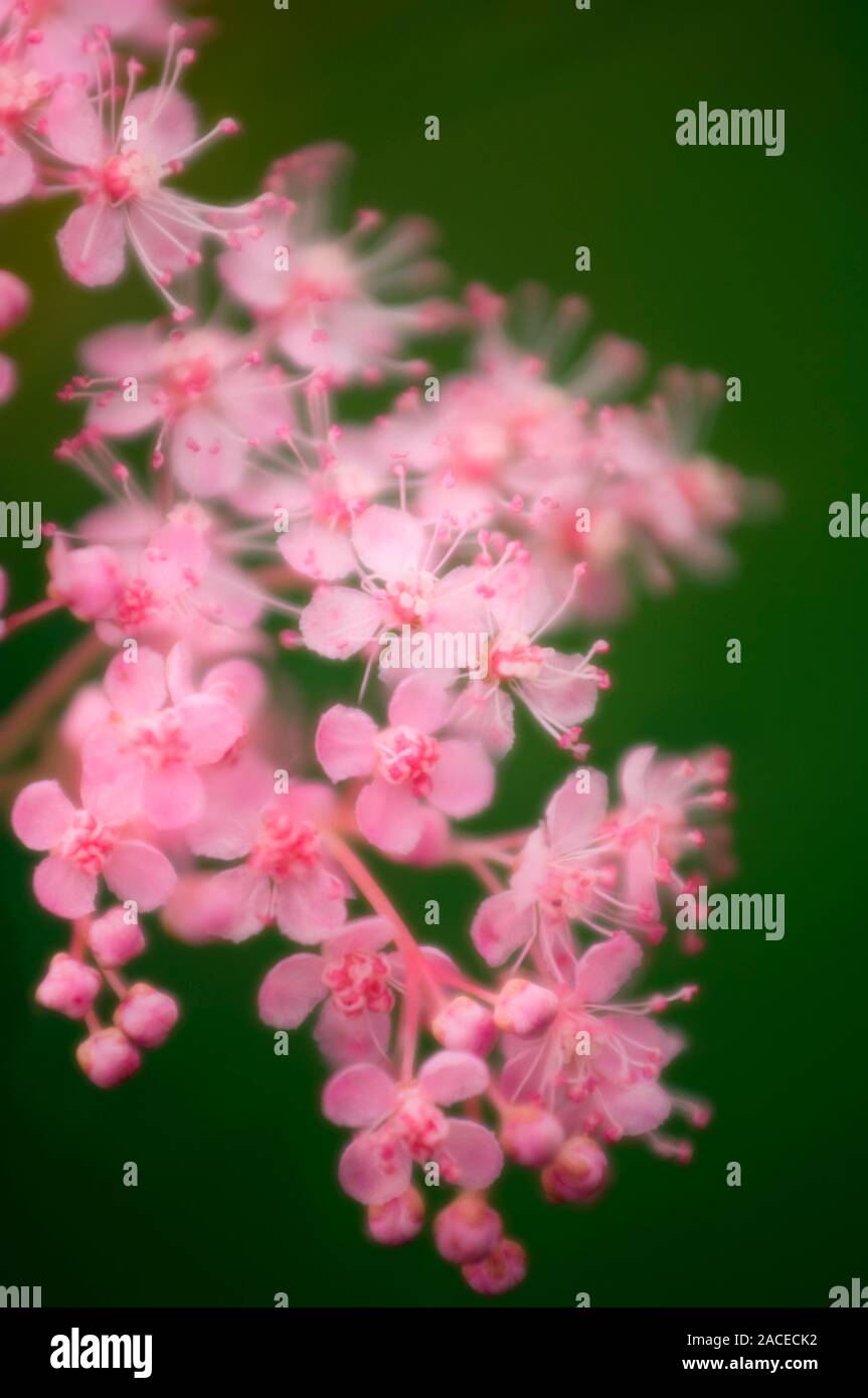 Queen of the prairie (Filipendula rubra) flowers. Photographed in ...