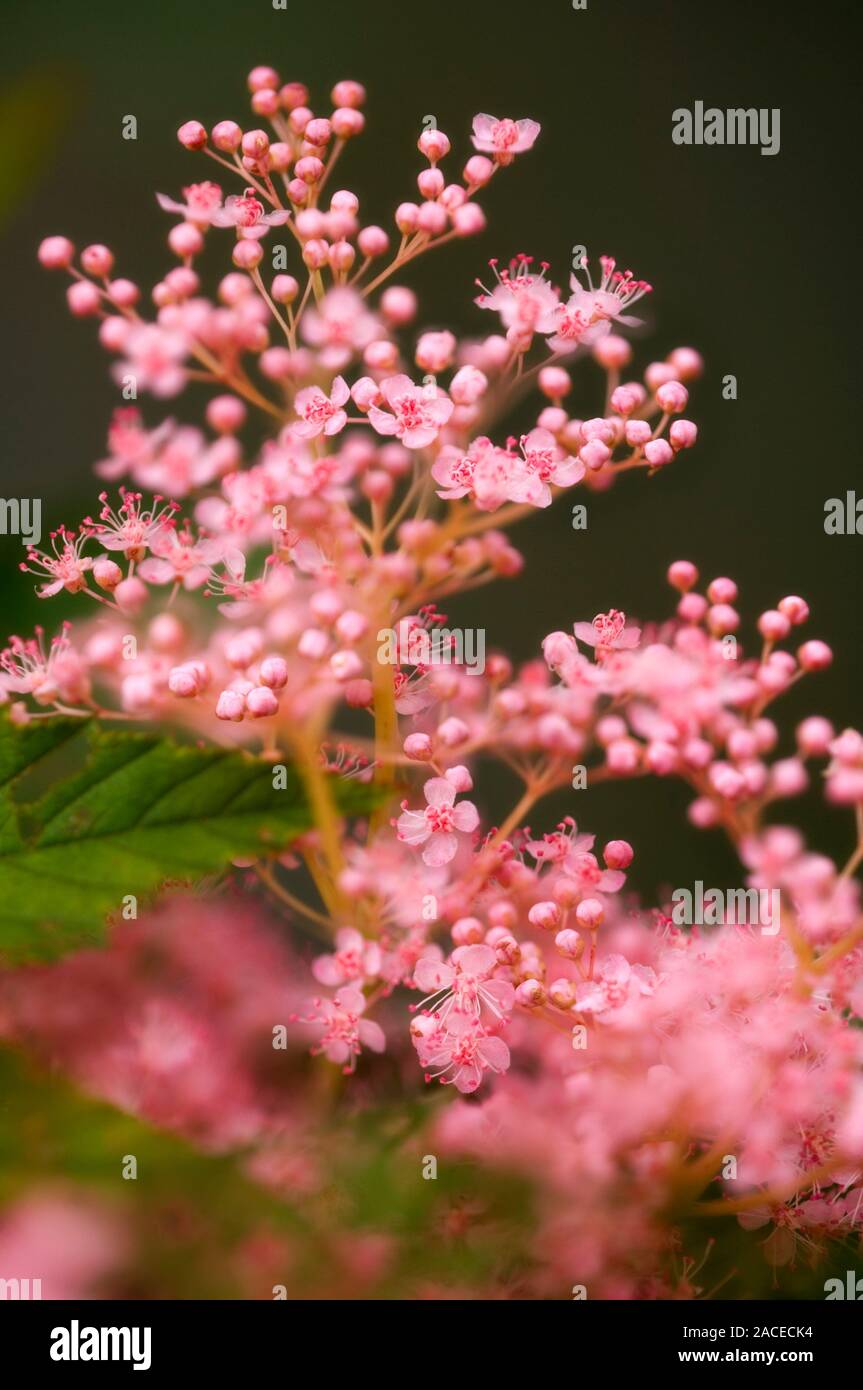 Queen of the prairie (Filipendula rubra) flowers. Photographed in ...