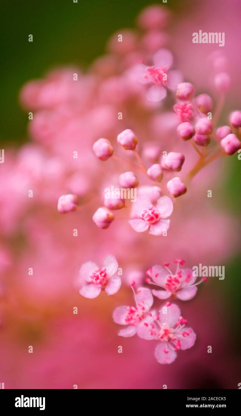Queen of the prairie (Filipendula rubra) flowers. Photographed in ...
