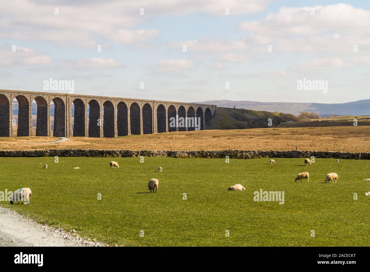 Sheep in foreground of the the Ribblehead Viaduct, landscape. North ...
