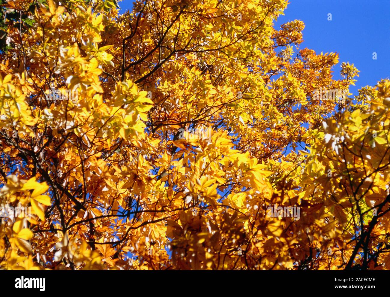 Large fothergilla (Fothergilla major) autumn leaves Stock Photo - Alamy
