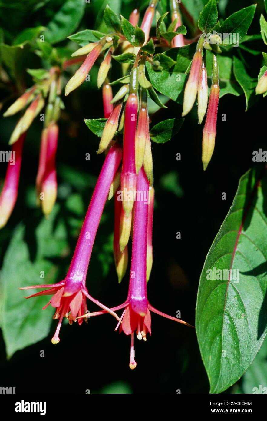 Fuchsia flowers (Fuchsia triphylla). Photographed at RHS Wisley, UK, in ...