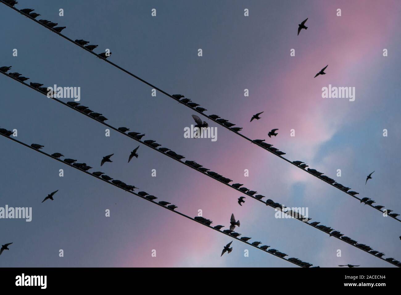 Silhouette of birds on power lines Stock Photo - Alamy