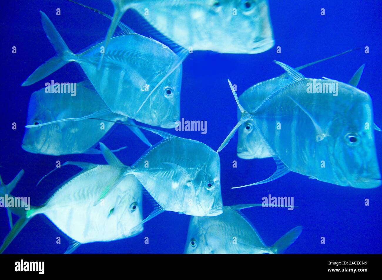 Fish swimming underwater Stock Photo - Alamy