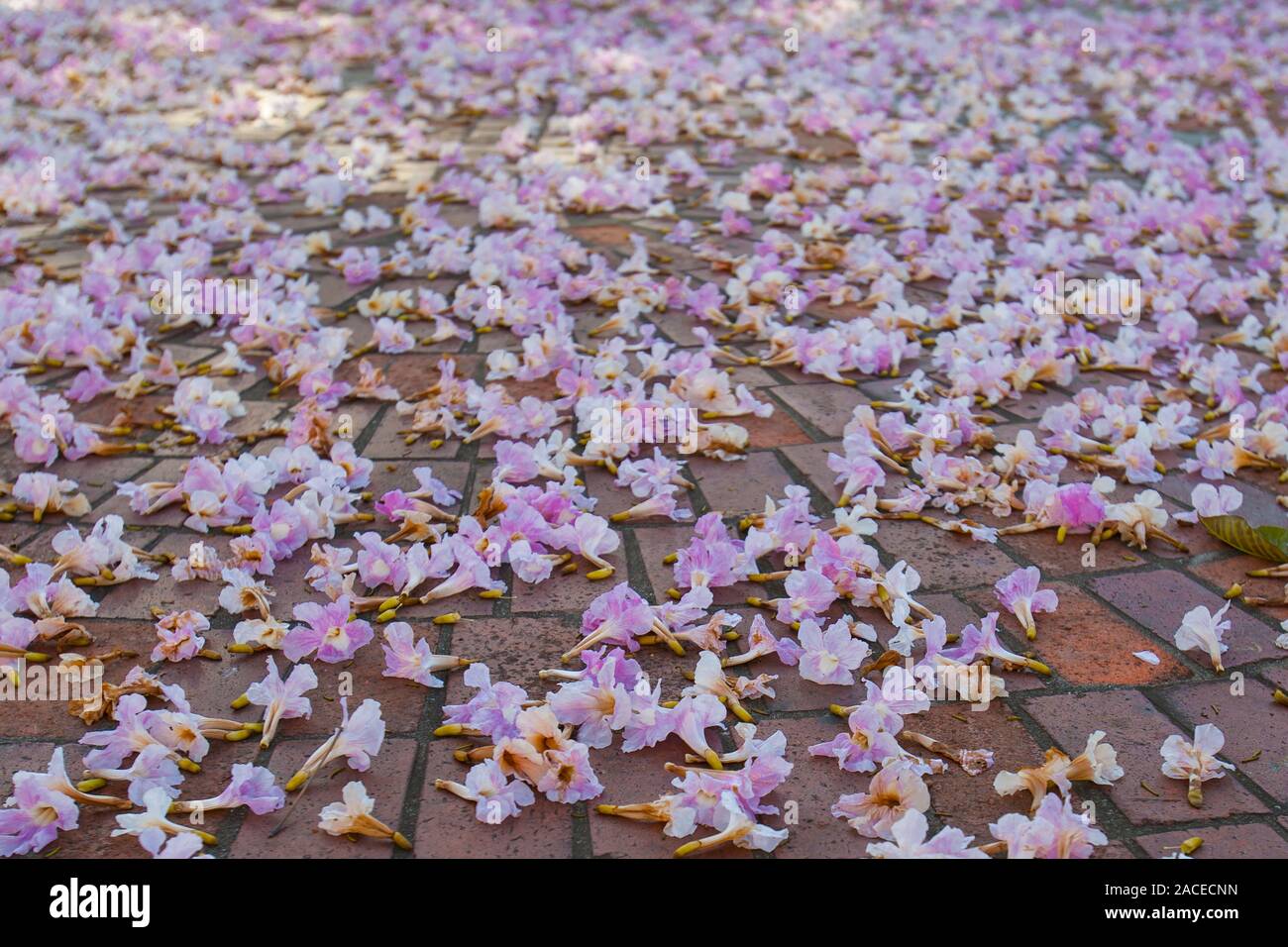 Purple flowers on pavement Stock Photo - Alamy