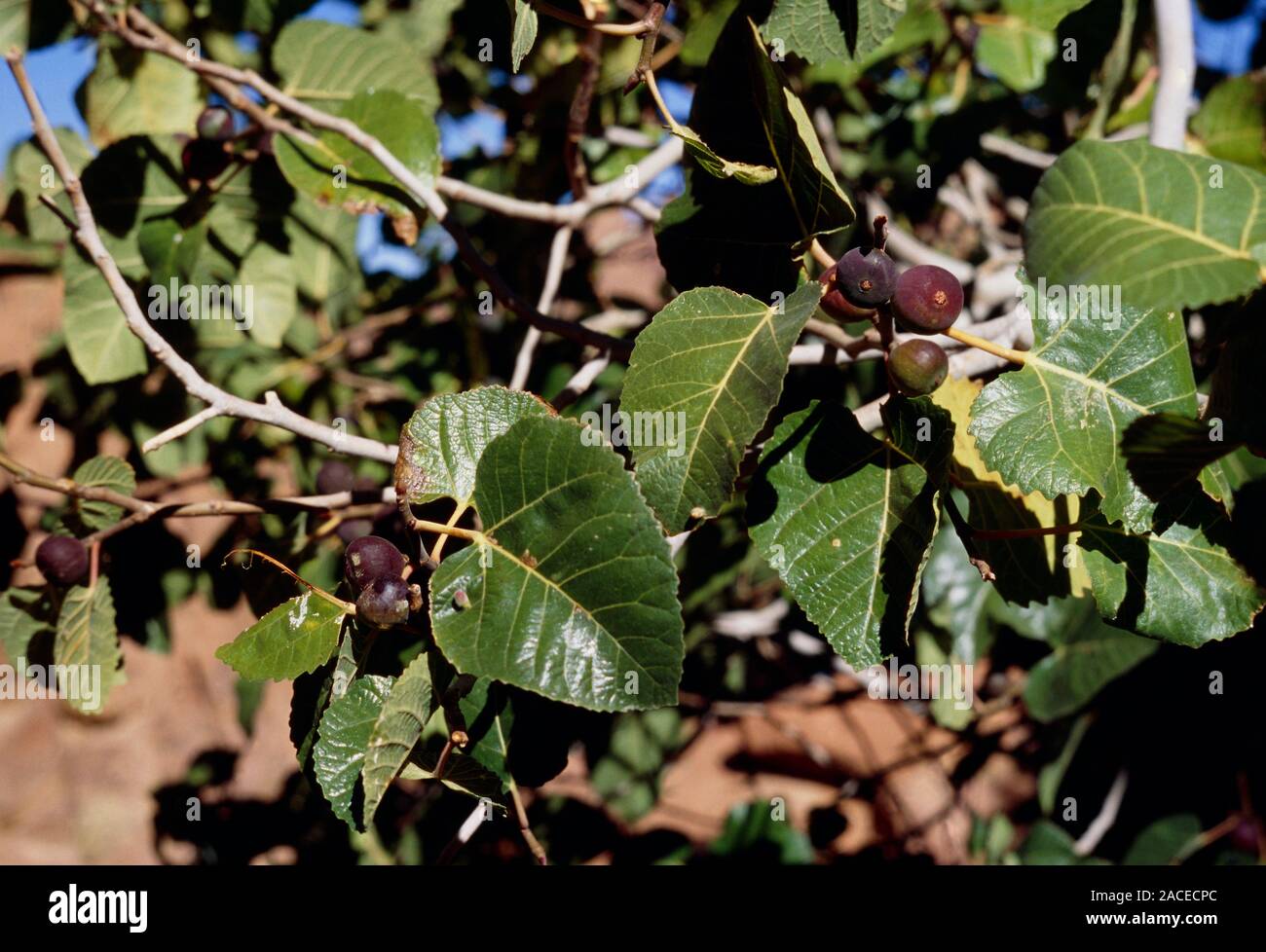 Sycamore fig (Ficus sycomorus Stock Photo - Alamy