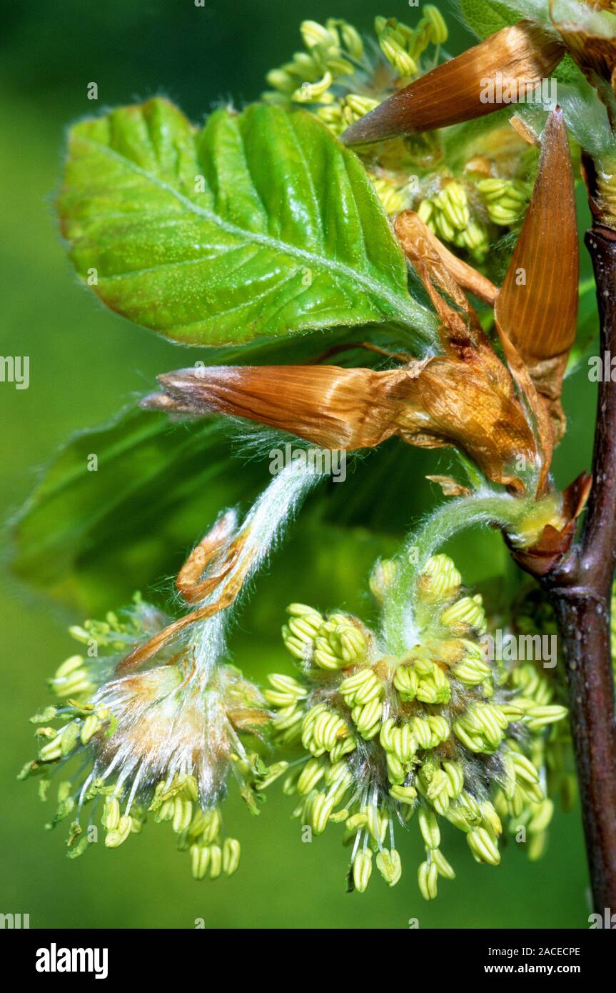 European beech catkins (Fagus sylvatica). This tree is monoecious ...