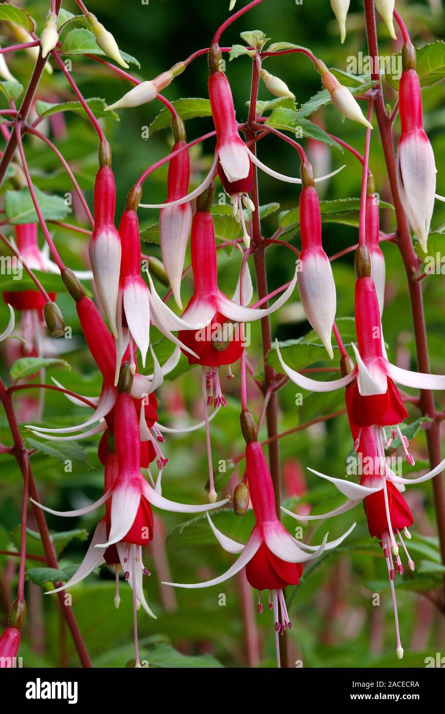 Fuchsia flowers (Fuchsia 'Checkerboard' Stock Photo - Alamy