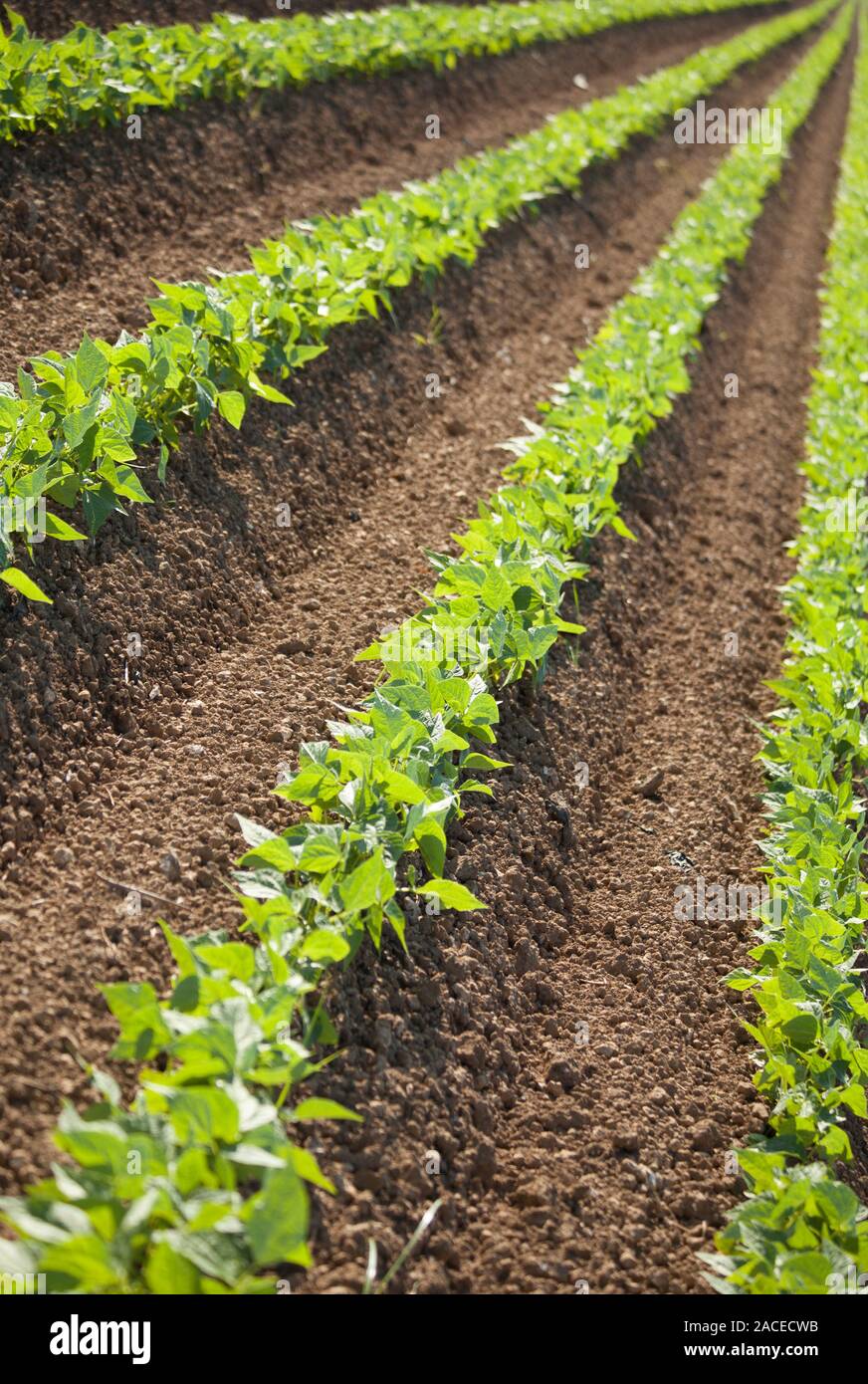 Vertical crop hi-res stock photography and images - Alamy
