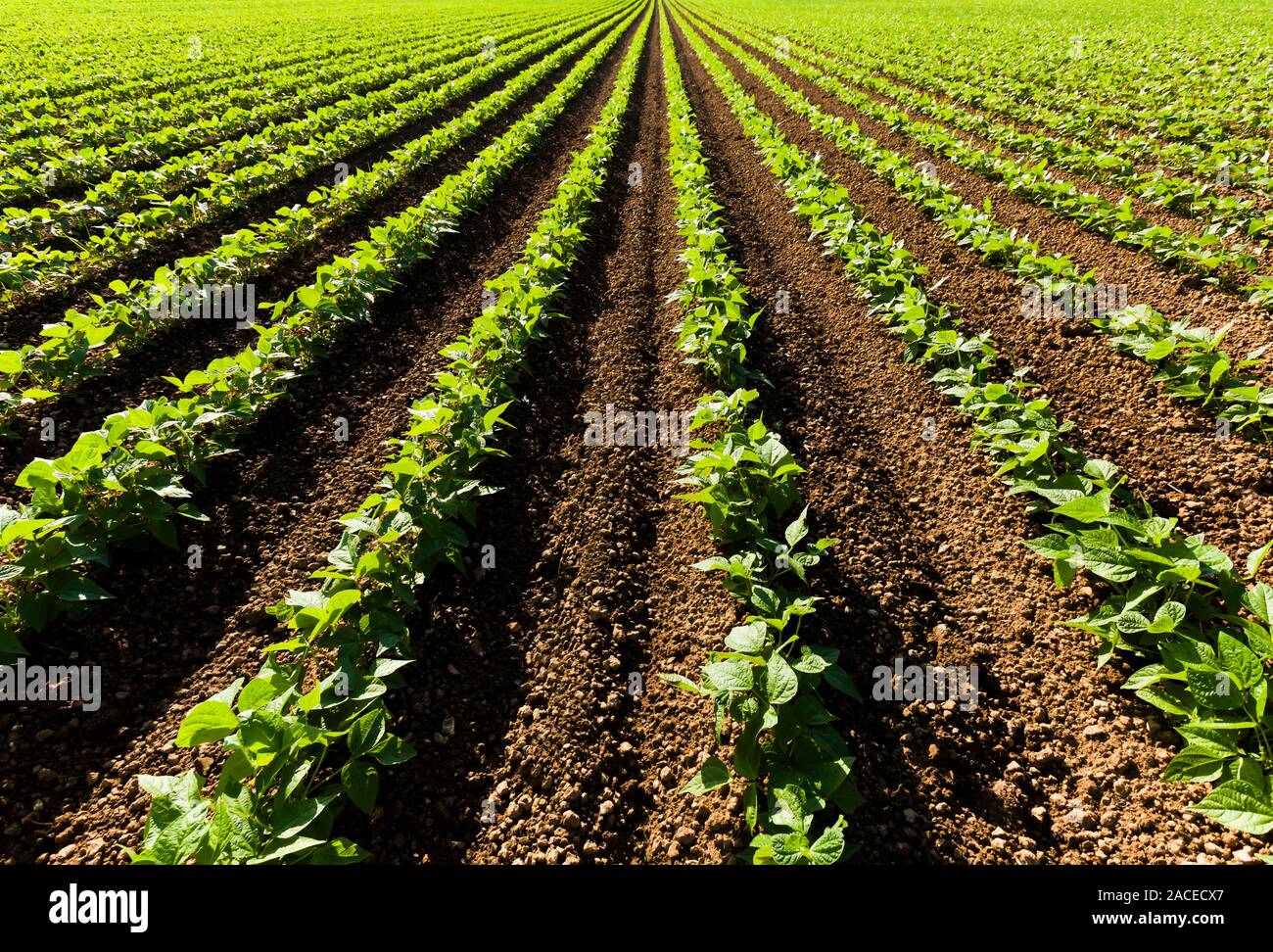 Horizontal crop hi-res stock photography and images - Alamy