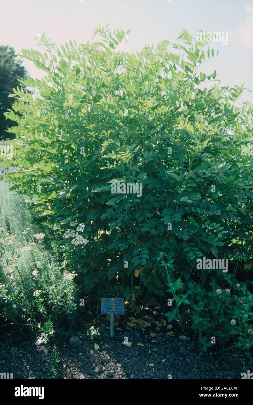 Glycyrrhiza glabra. Liquorice shrub Stock Photo - Alamy