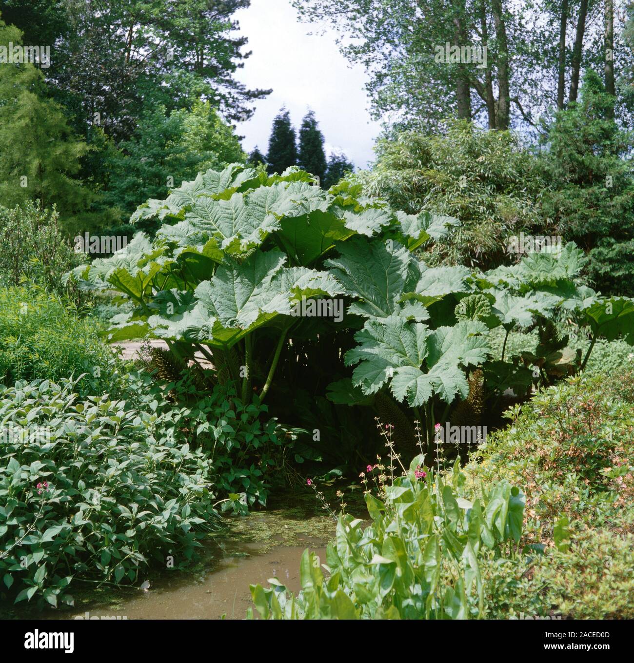 Gunnera manicata. Giant Rhubarb whole plant large leaves stream of ...