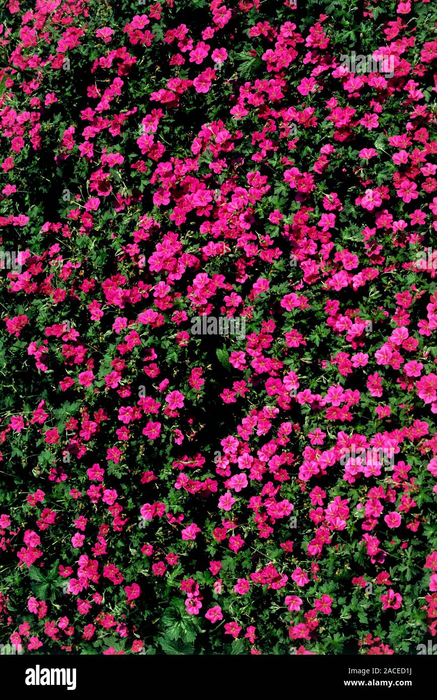 Pink geranium flowers (Geranium sp.) . This is a ground geranium ...