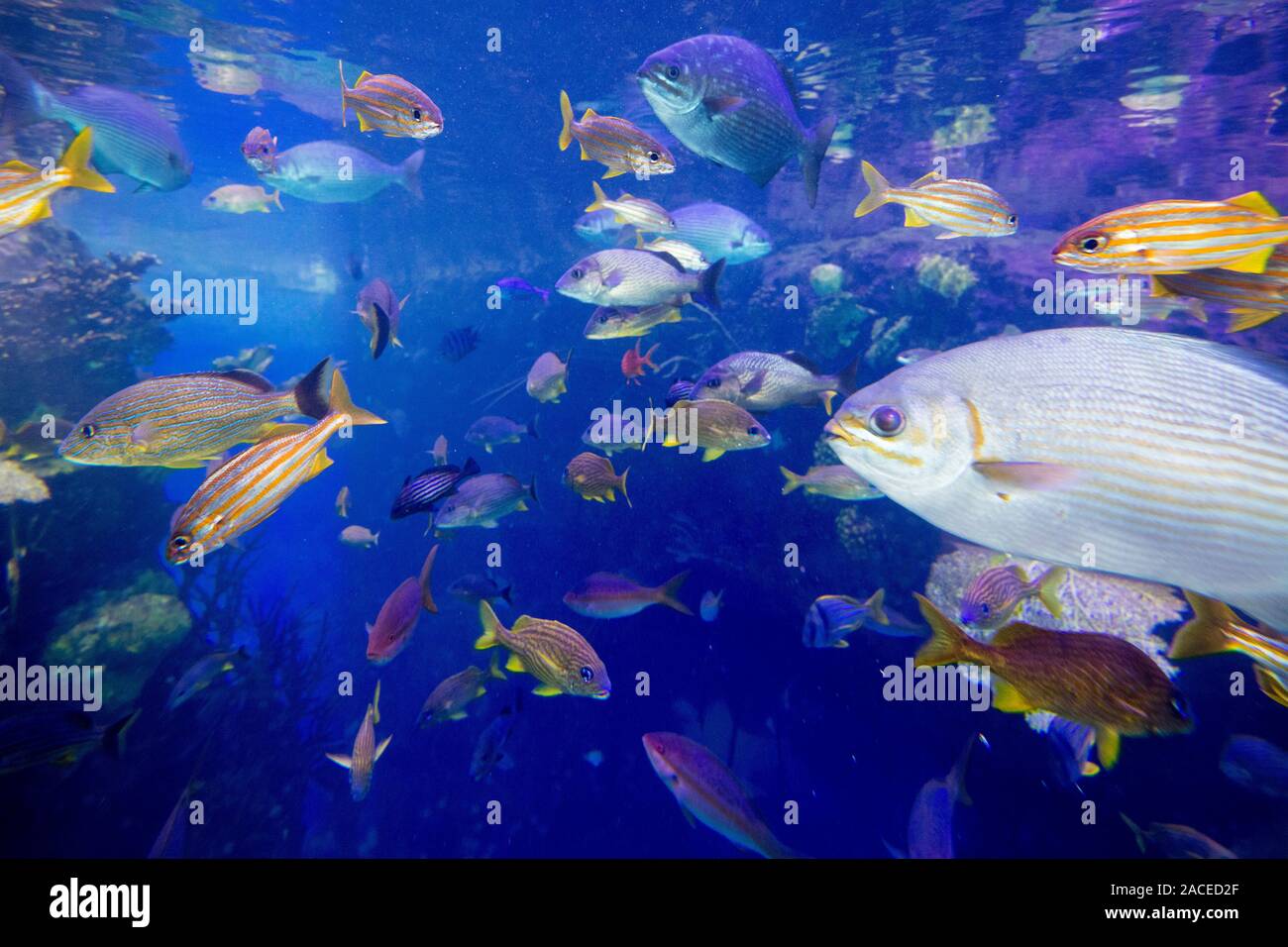 School of fish underwater Stock Photo - Alamy