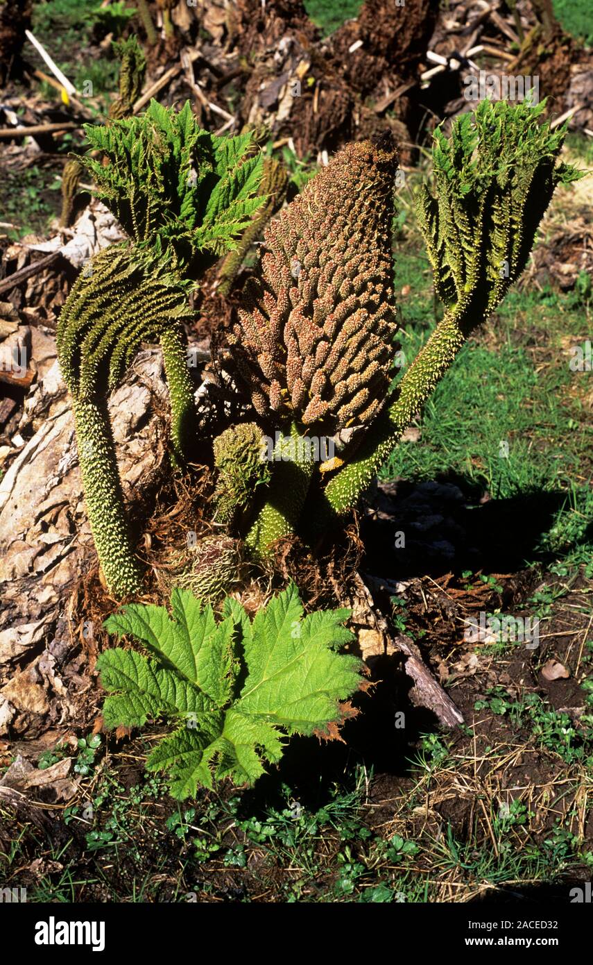 Gunnera (Gunnera maticata) young plant with flower spike Stock Photo ...