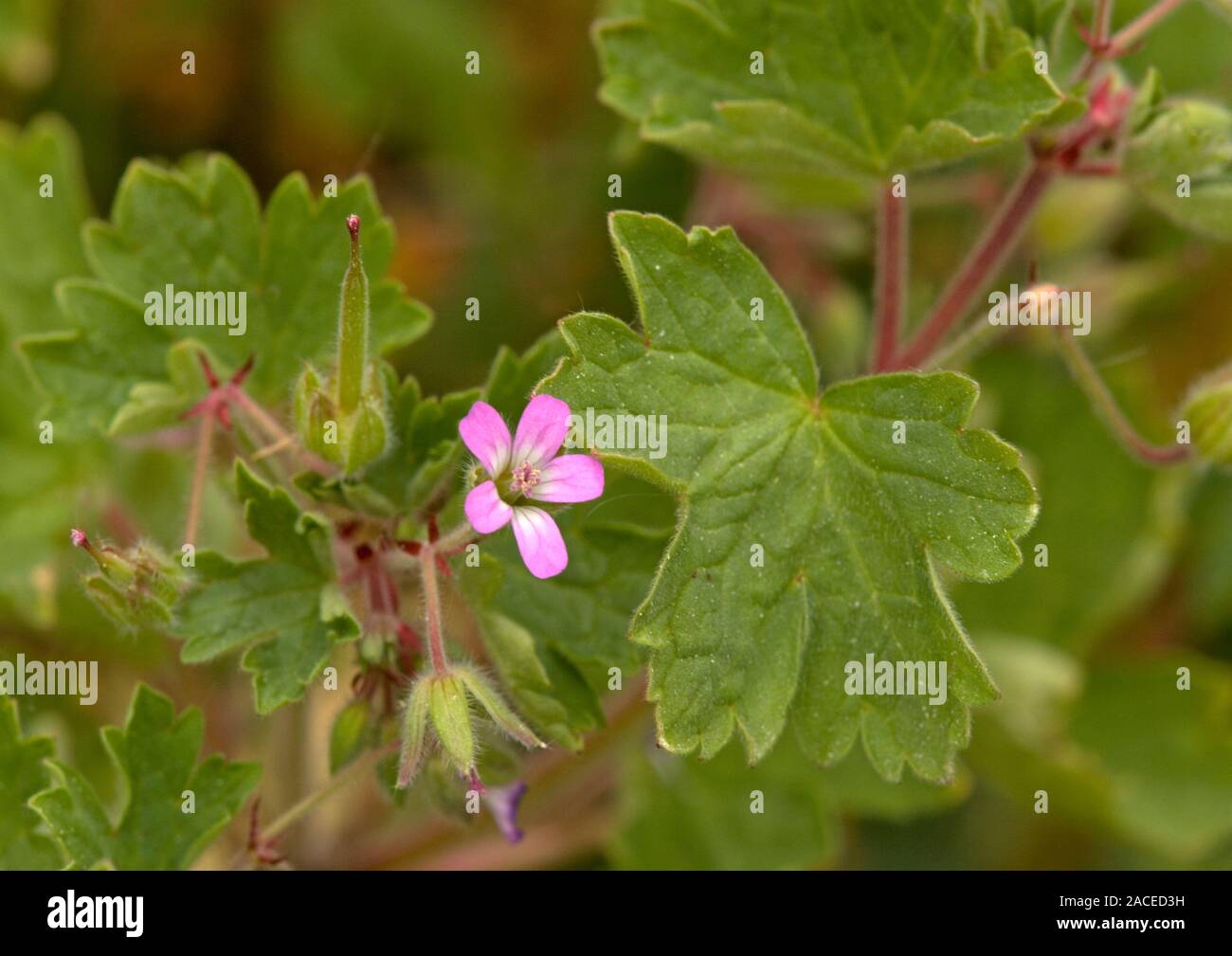 Round-leaved cranesbill (Geranium rotundifolium Stock Photo - Alamy