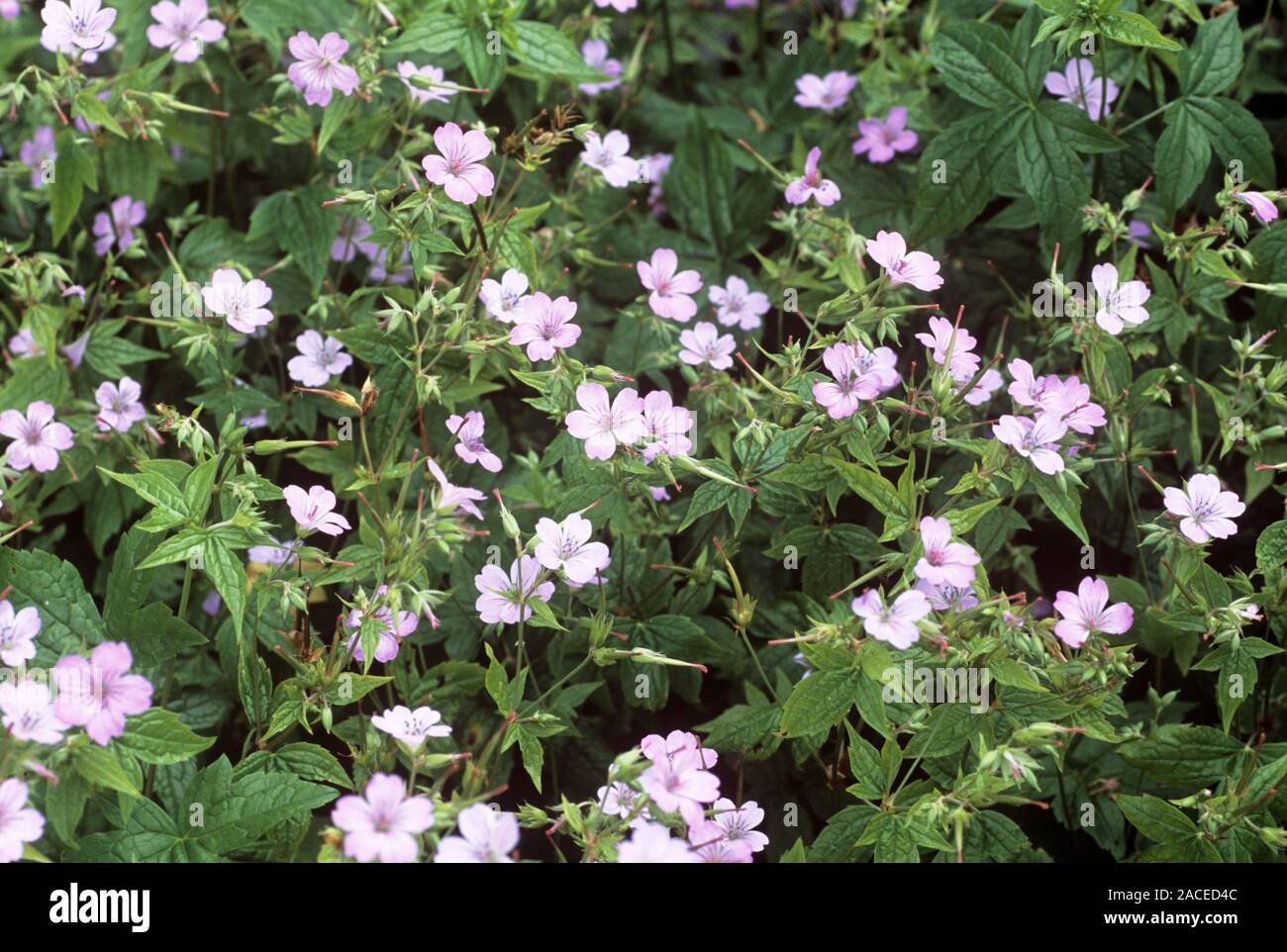 Geranium (Geranium nodosum) flowers Stock Photo - Alamy