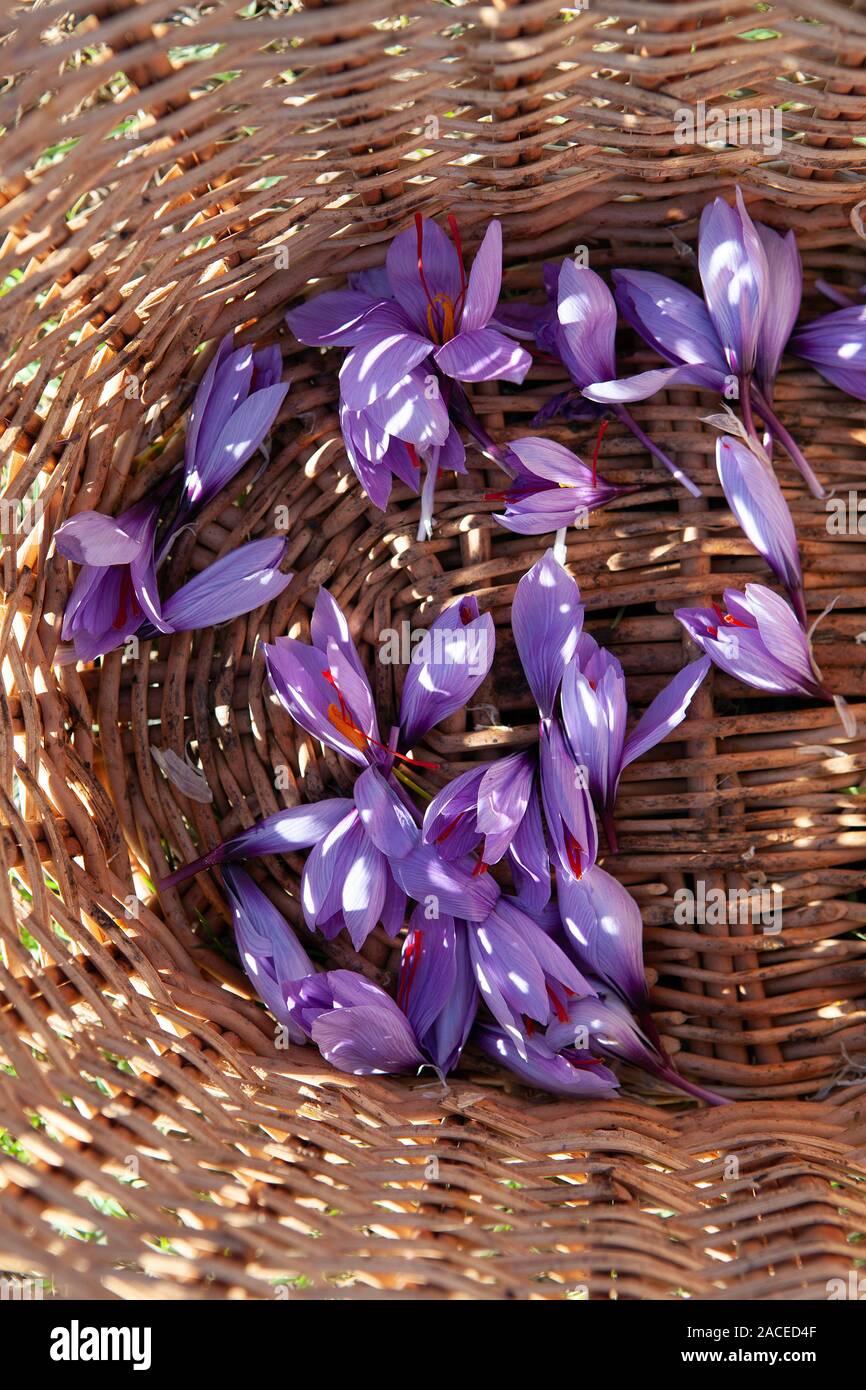 Saffron flowers and pistils Stock Photo - Alamy