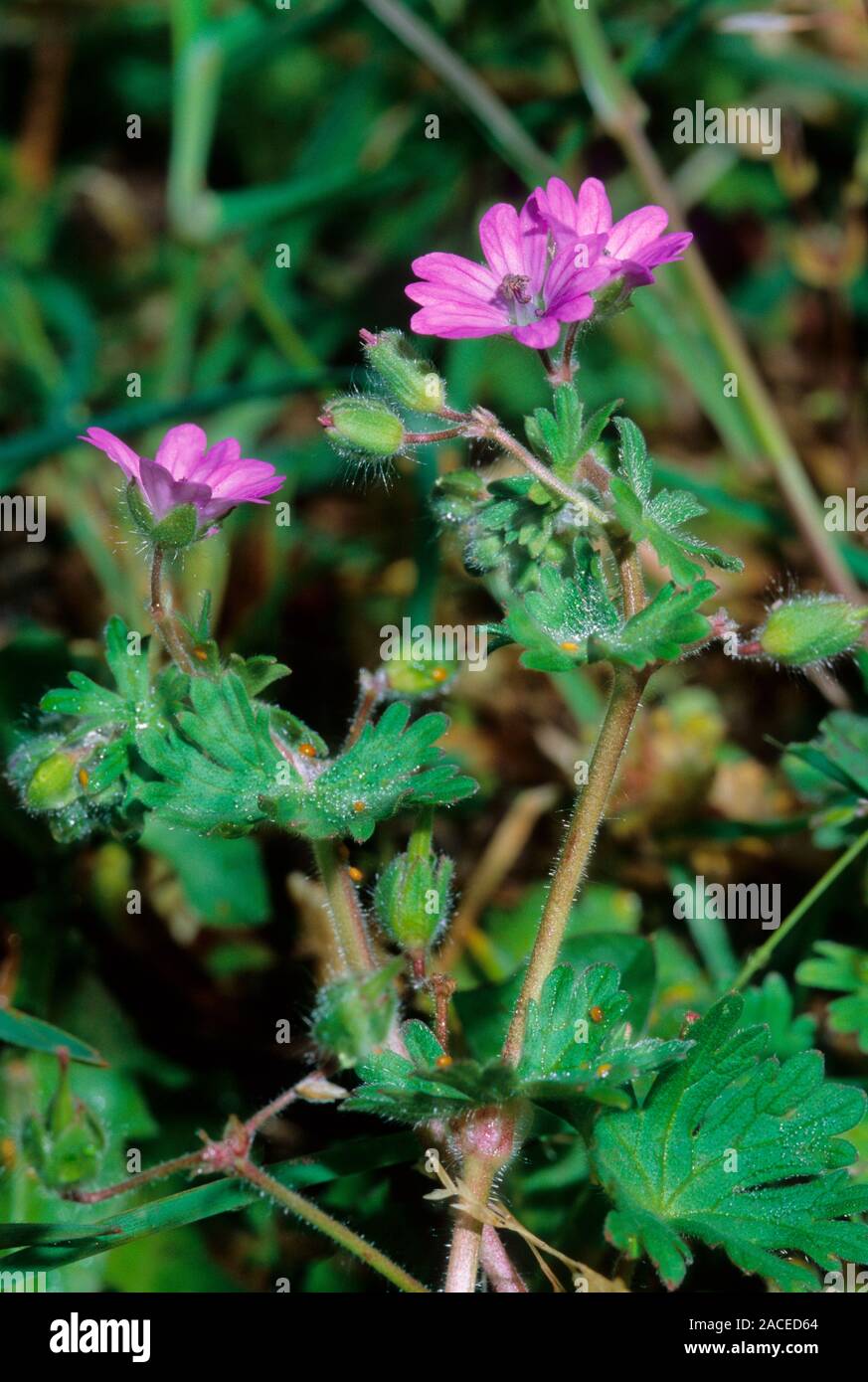 Cranesbill flowers (Geranium molle Stock Photo - Alamy