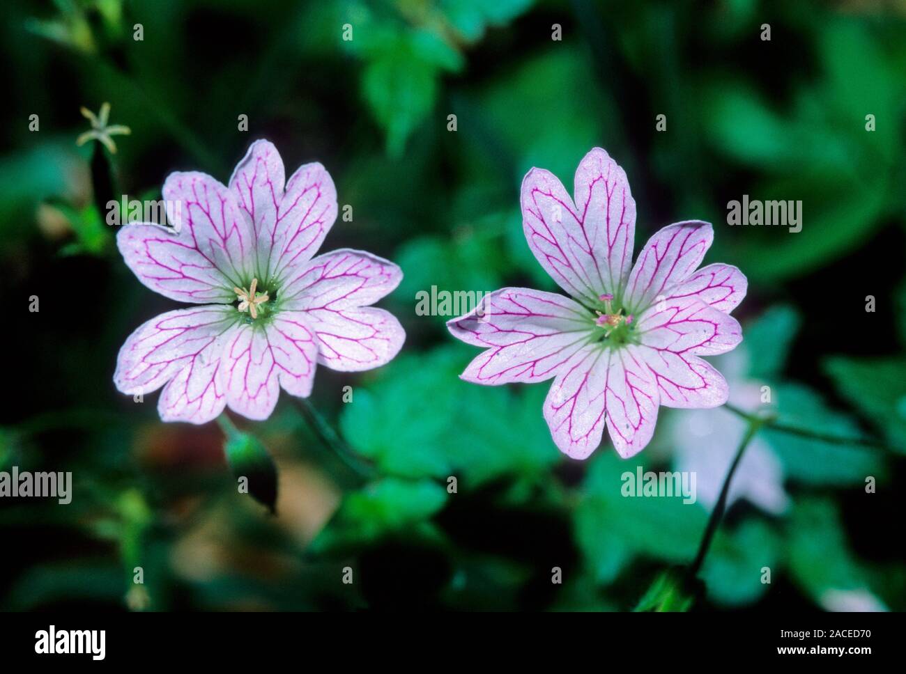 Veiny geranium flowers (Geranium versicolor Stock Photo - Alamy
