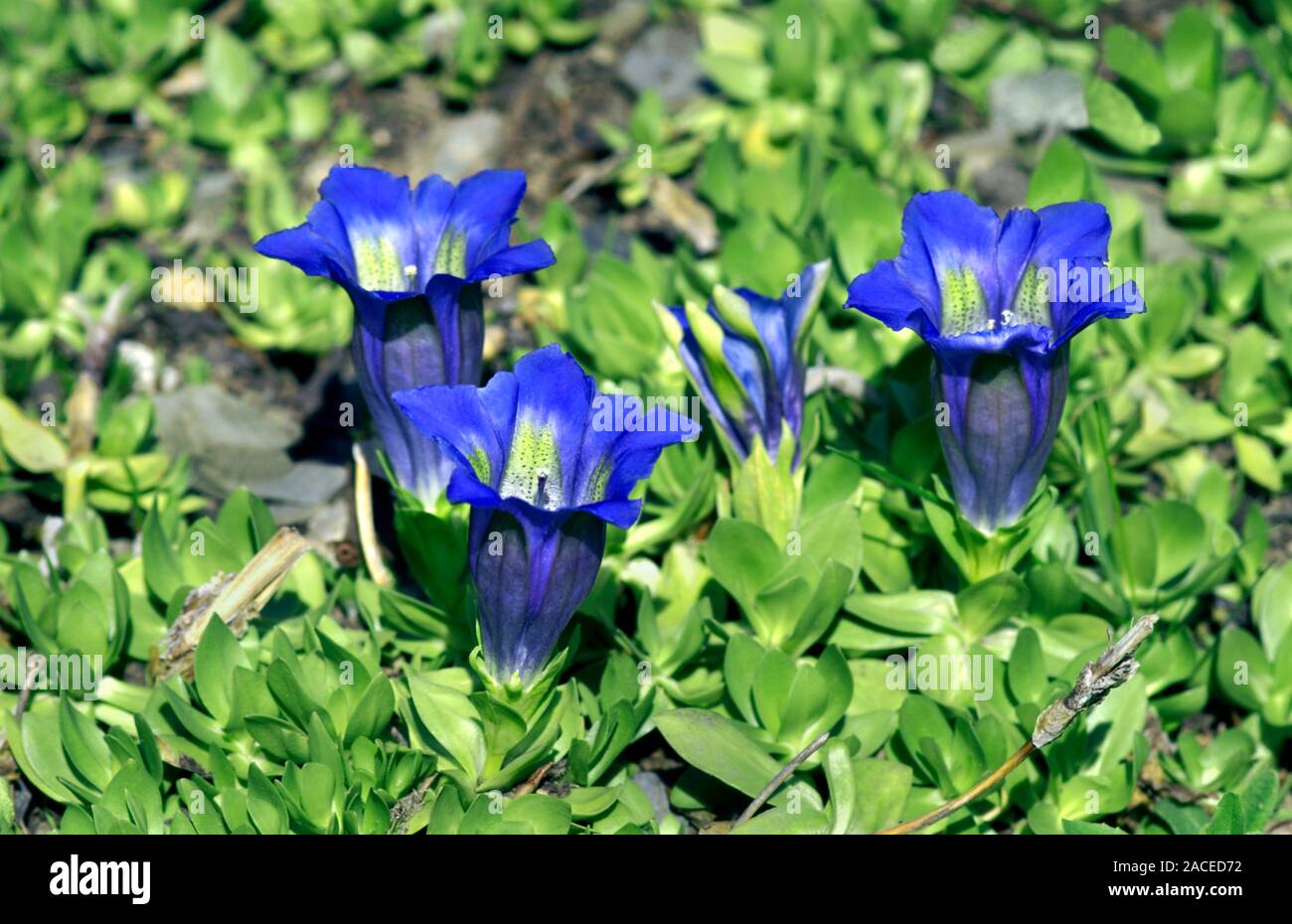 Alpine gentian (Gentiana alpina Stock Photo - Alamy