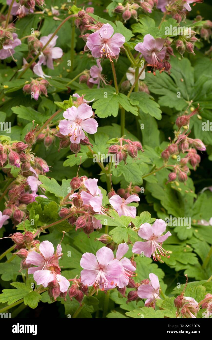 Rock cranesbill (Geranium macrorrhizum). The fleshy stems and ...