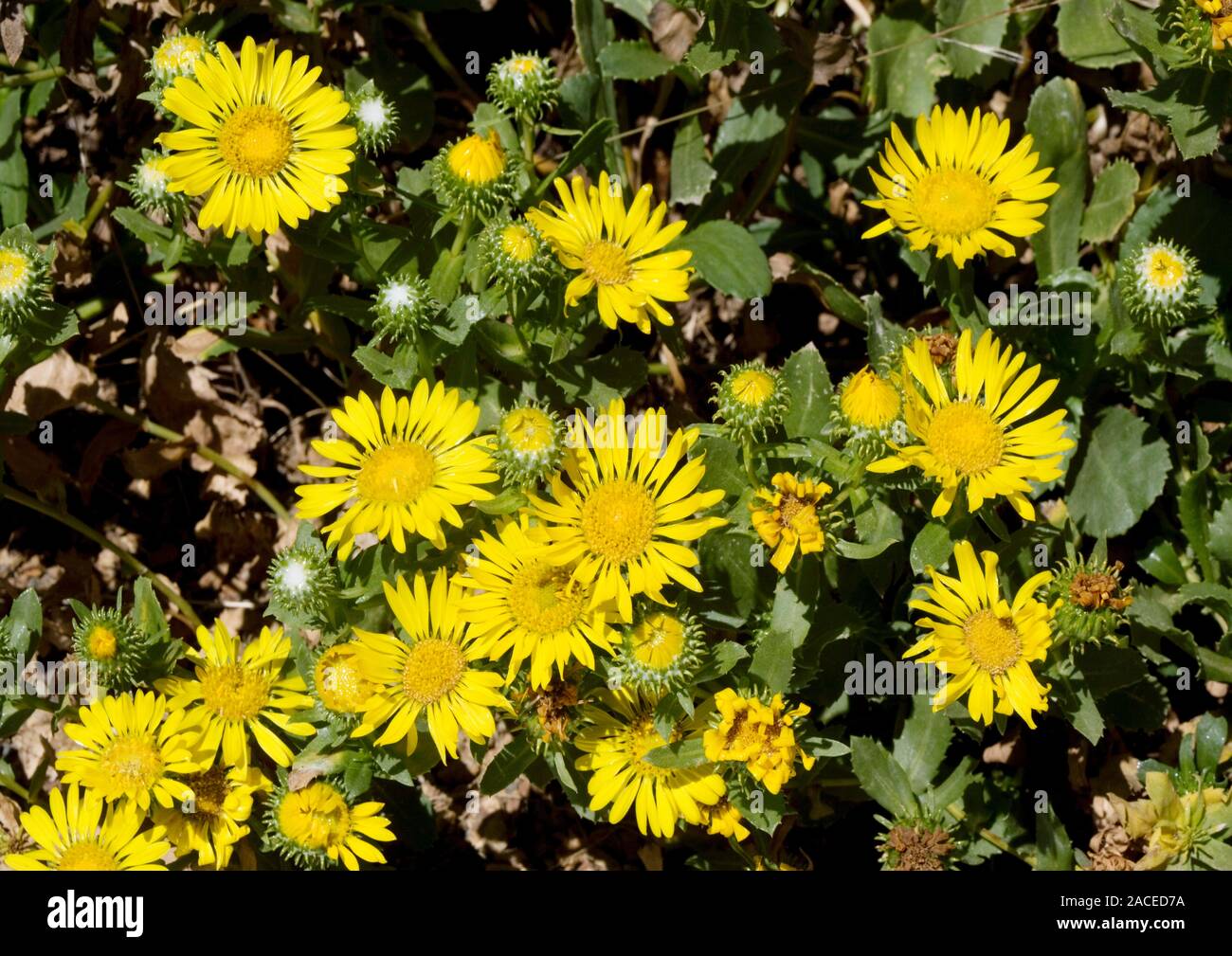 Oregon gumweed flowers (Grindelia stricta). Photographed in the USA, in ...