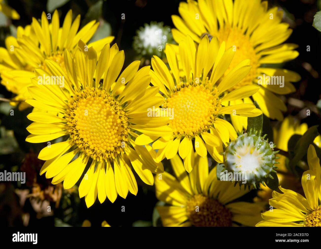 Oregon gumweed flowers (Grindelia stricta venulosa) Photographed in the ...