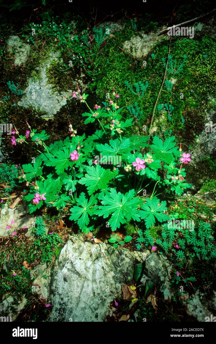 Geranium flowers (Geranium macrorrhizum). Photographed in Abruzzo ...