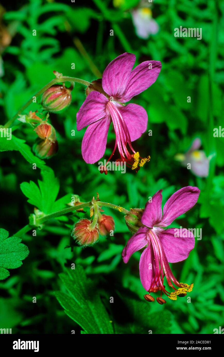 Geranium flowers (Geranium macrorrhizum). Photographed in Abruzzo ...