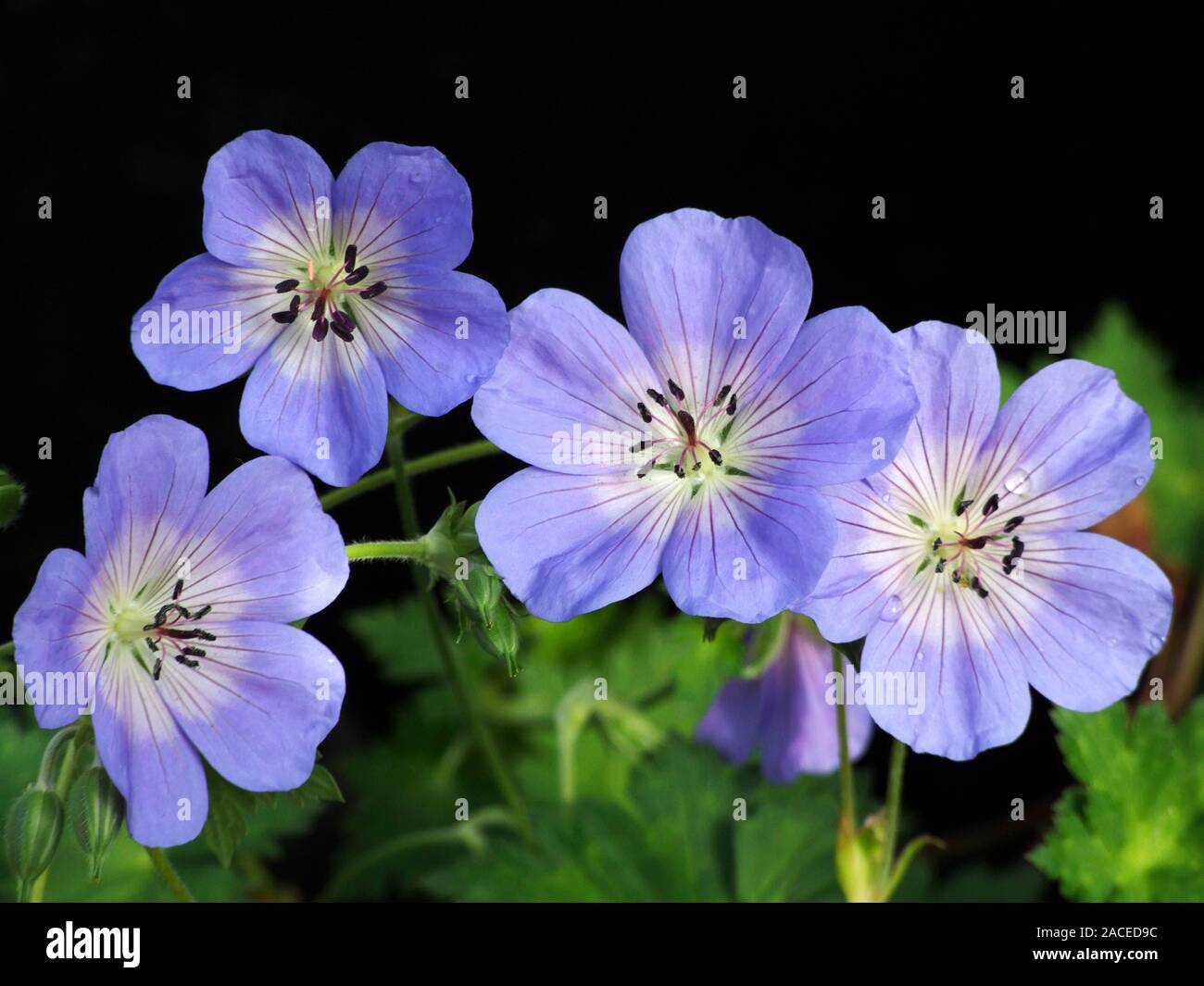 Geraniums (Geranium 'Rozanne' Stock Photo - Alamy
