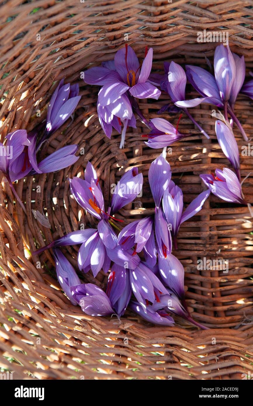 Saffron flowers and pistils Stock Photo - Alamy