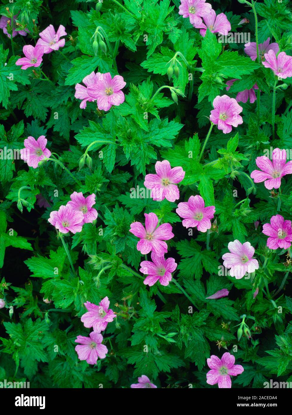 Geraniums (Geranium x oxonianum 'Claridge Druce' Stock Photo - Alamy