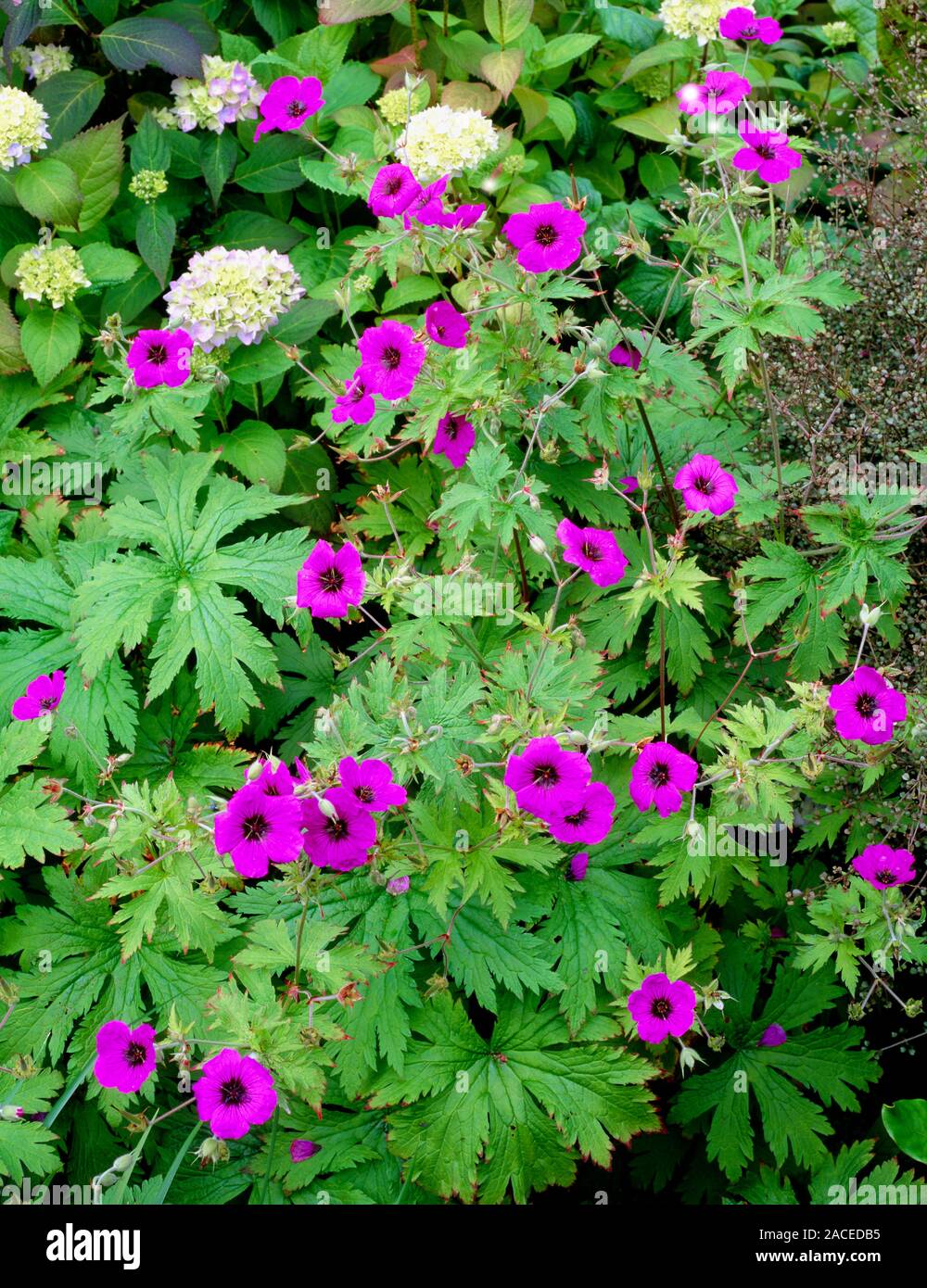 Armenian cranesbill (Geranium psilostemon). Flowering with Hydrangea sp ...