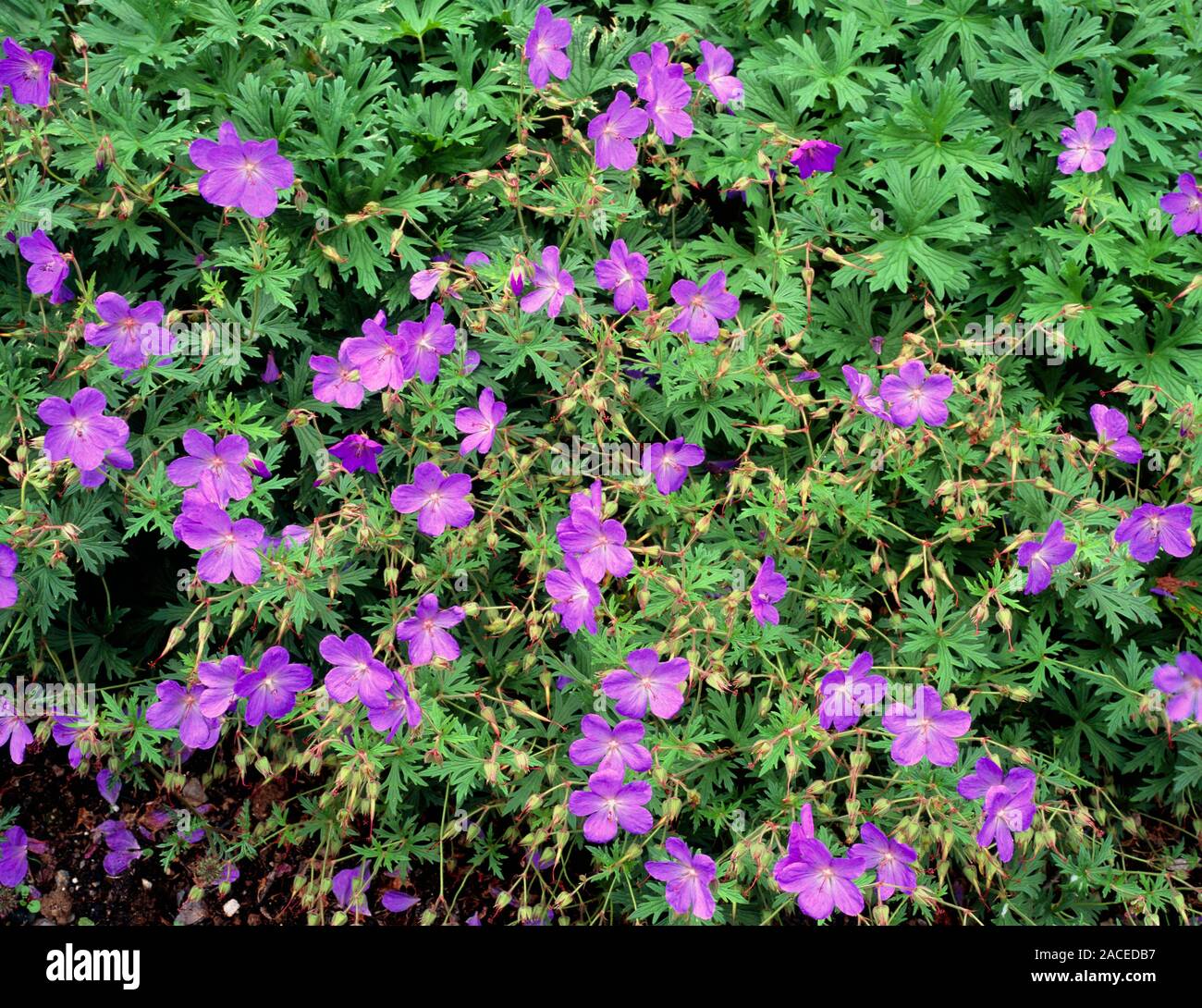 Geranium 'Johnson's Blue' Stock Photo - Alamy