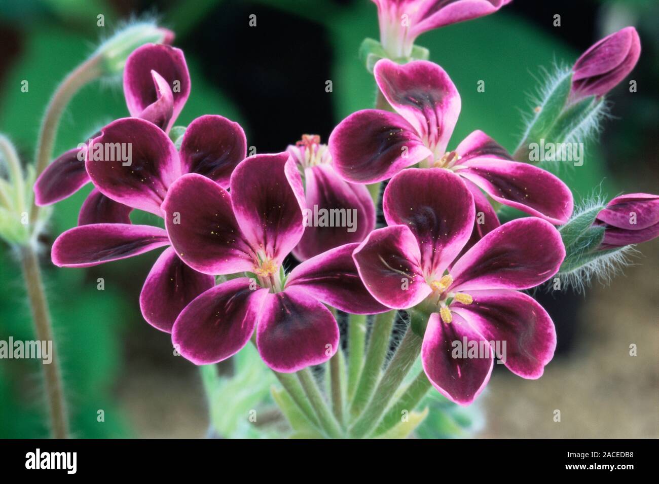 Geranium flowers (Pelargonium x lawrenceanum). Photographed in the ...