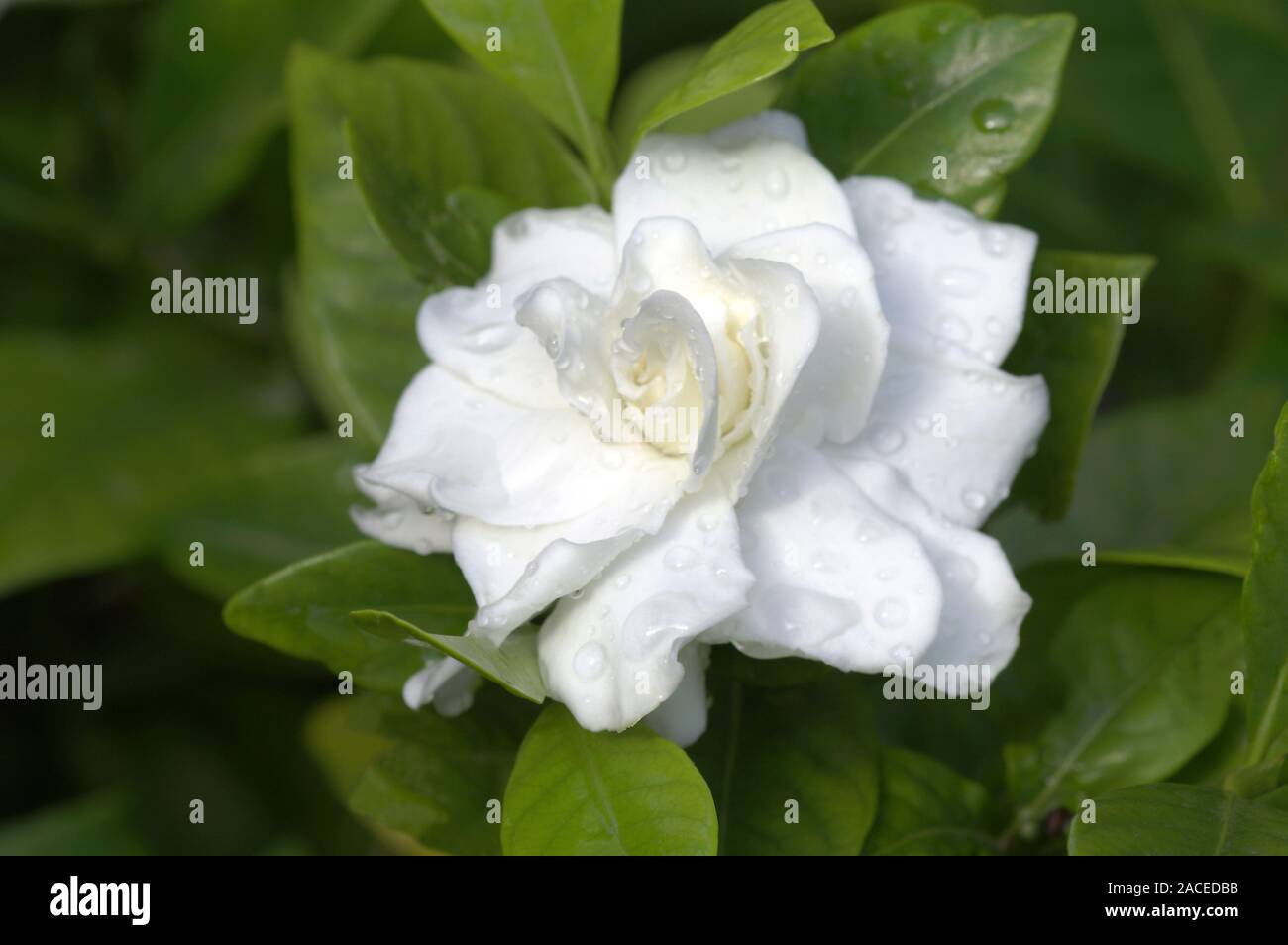 Cape jasmine flower (Gardenia augusta 'Florida') covered with raindrops ...