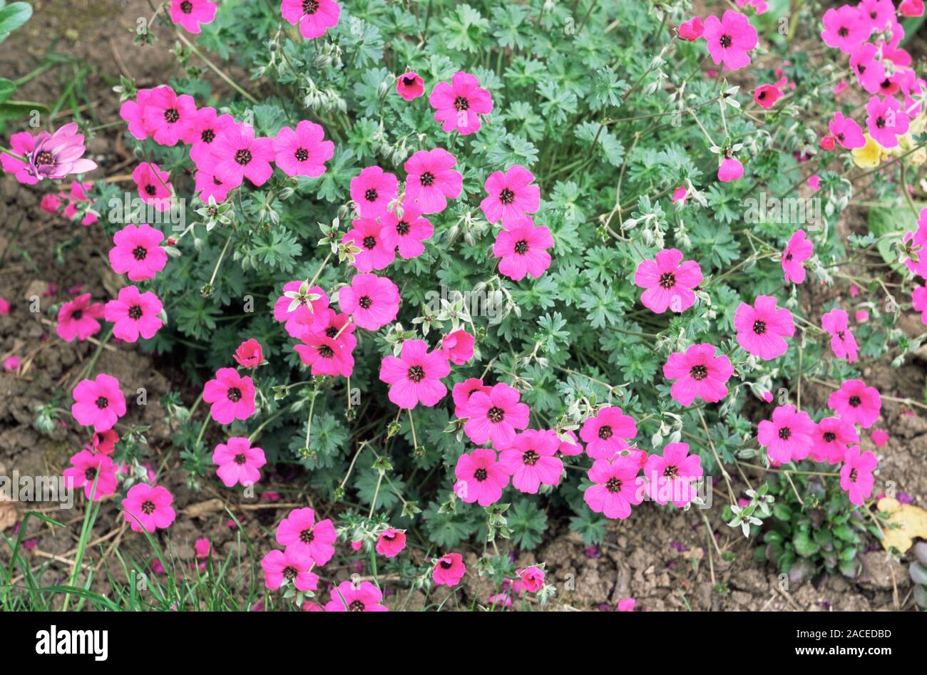 Hardy geranium flowers (Geranium subcaulescens) in a garden border ...
