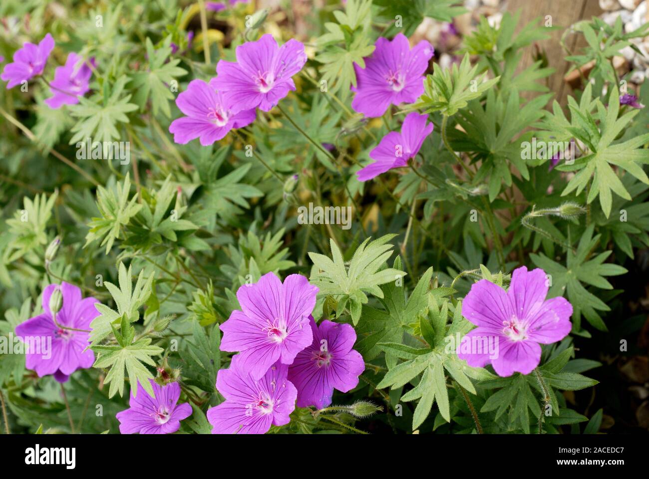 Geranium flowers (Geranium 'Wisley Hybrid'). This plant is also known ...