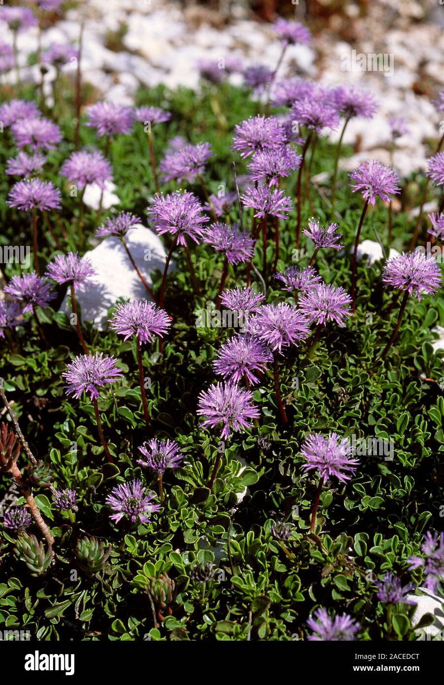 Globe daisy flowers (Globularia meridionalis Stock Photo - Alamy