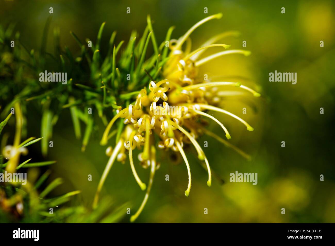 Juniper grevillea flower (Grevillea juniperina sulphurea Stock Photo ...