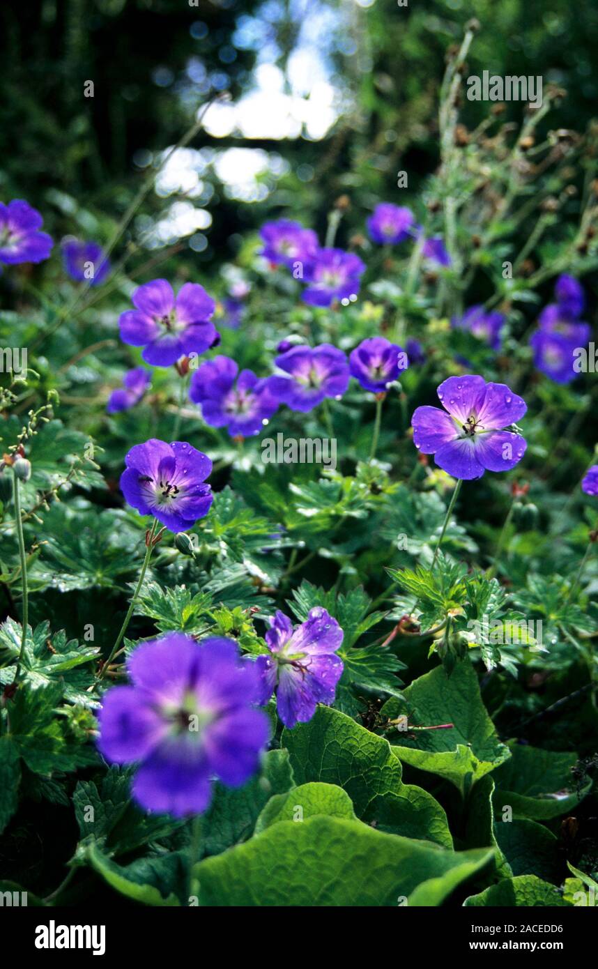 Geranium flowers (Geranium 'Rozanne'). Photographed in the UK, in July ...